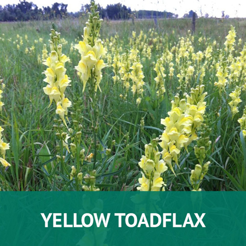 Weed Control | Saddle Hills County