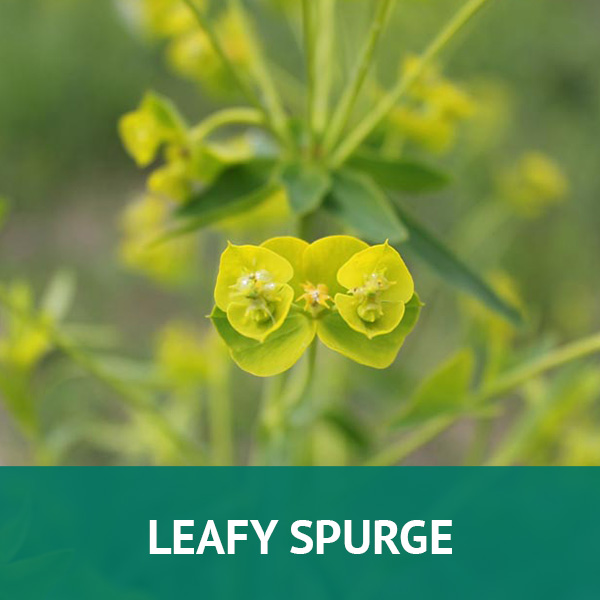 Weed Control | Saddle Hills County