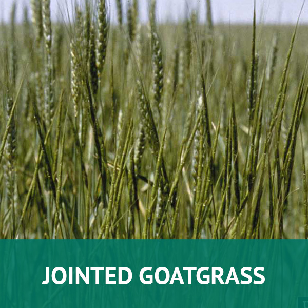 Weed Control | Saddle Hills County