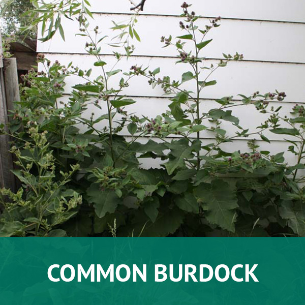 Weed Control | Saddle Hills County