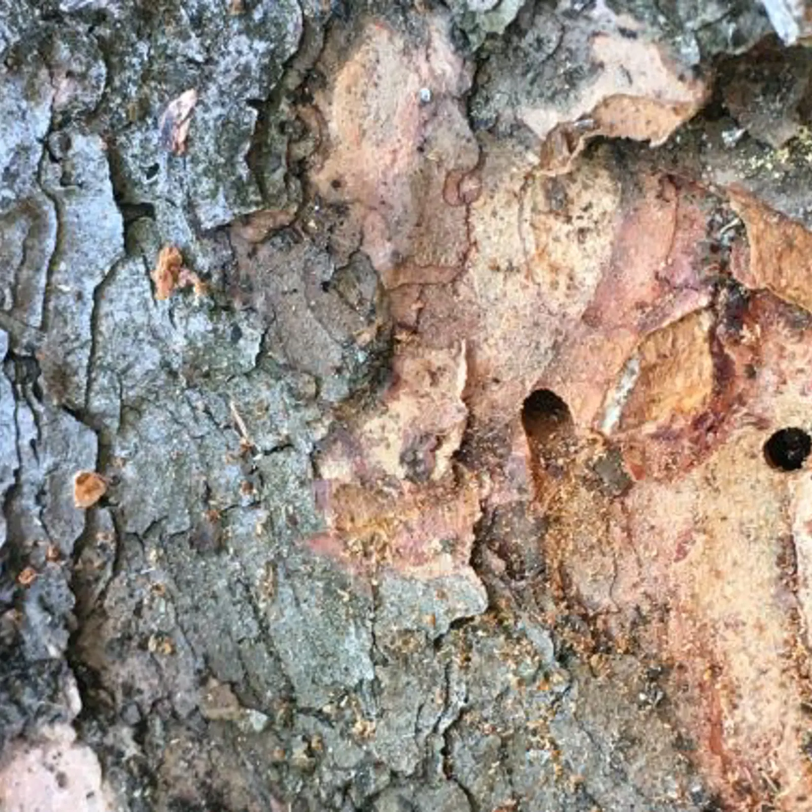 How to Identify Spruce Beetle Infestation in Your Trees | Saddle Hills ...