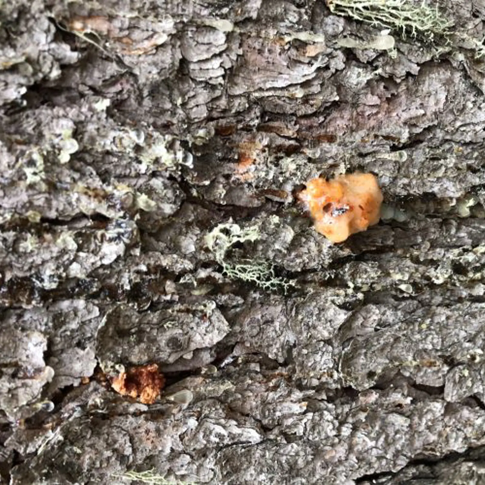 How to Identify Spruce Beetle Infestation in Your Trees | Saddle Hills County