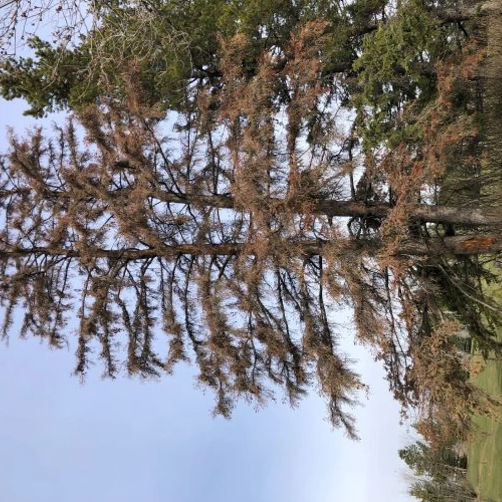 How to Identify Spruce Beetle Infestation in Your Trees | Saddle Hills ...