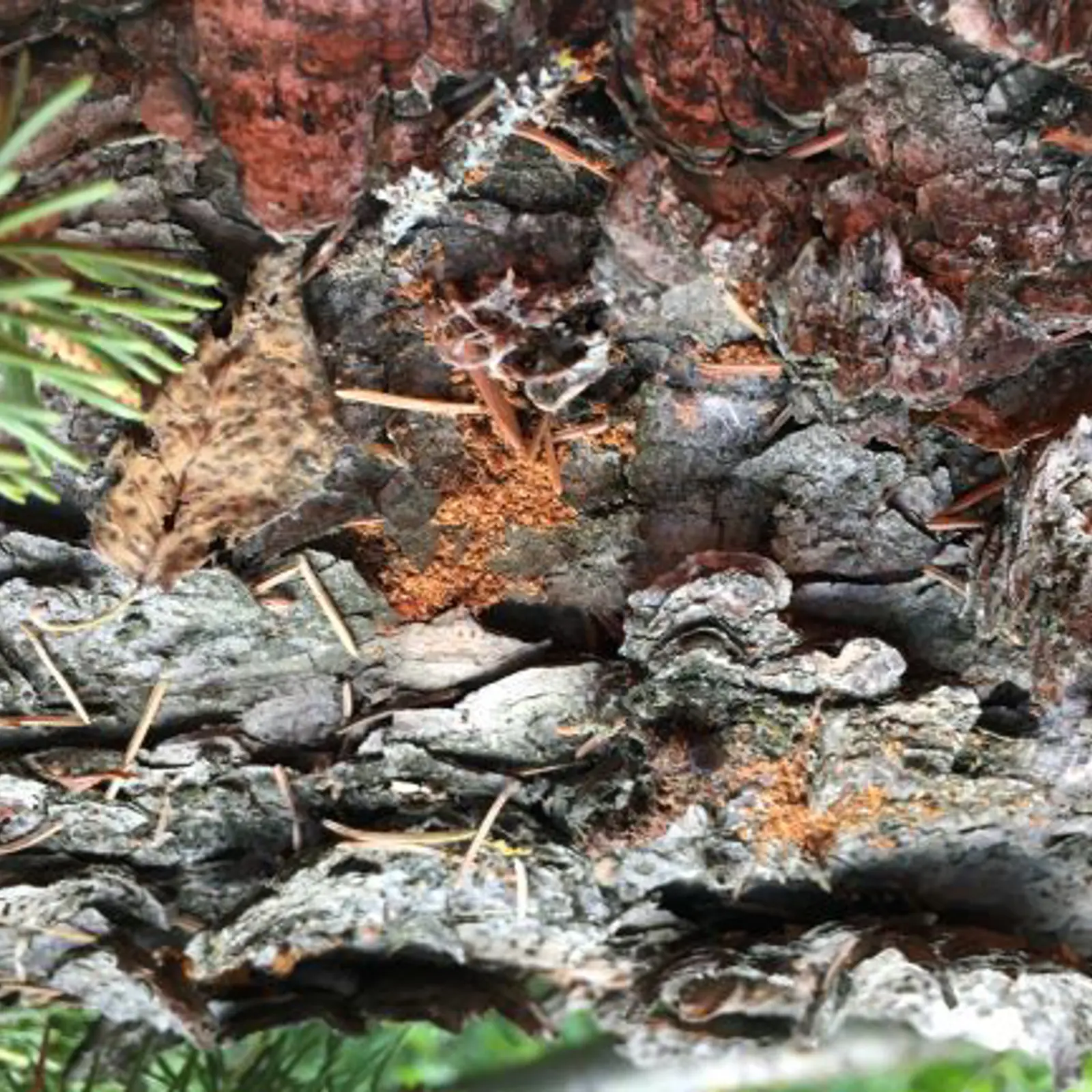 How to Identify Spruce Beetle Infestation in Your Trees | Saddle Hills ...