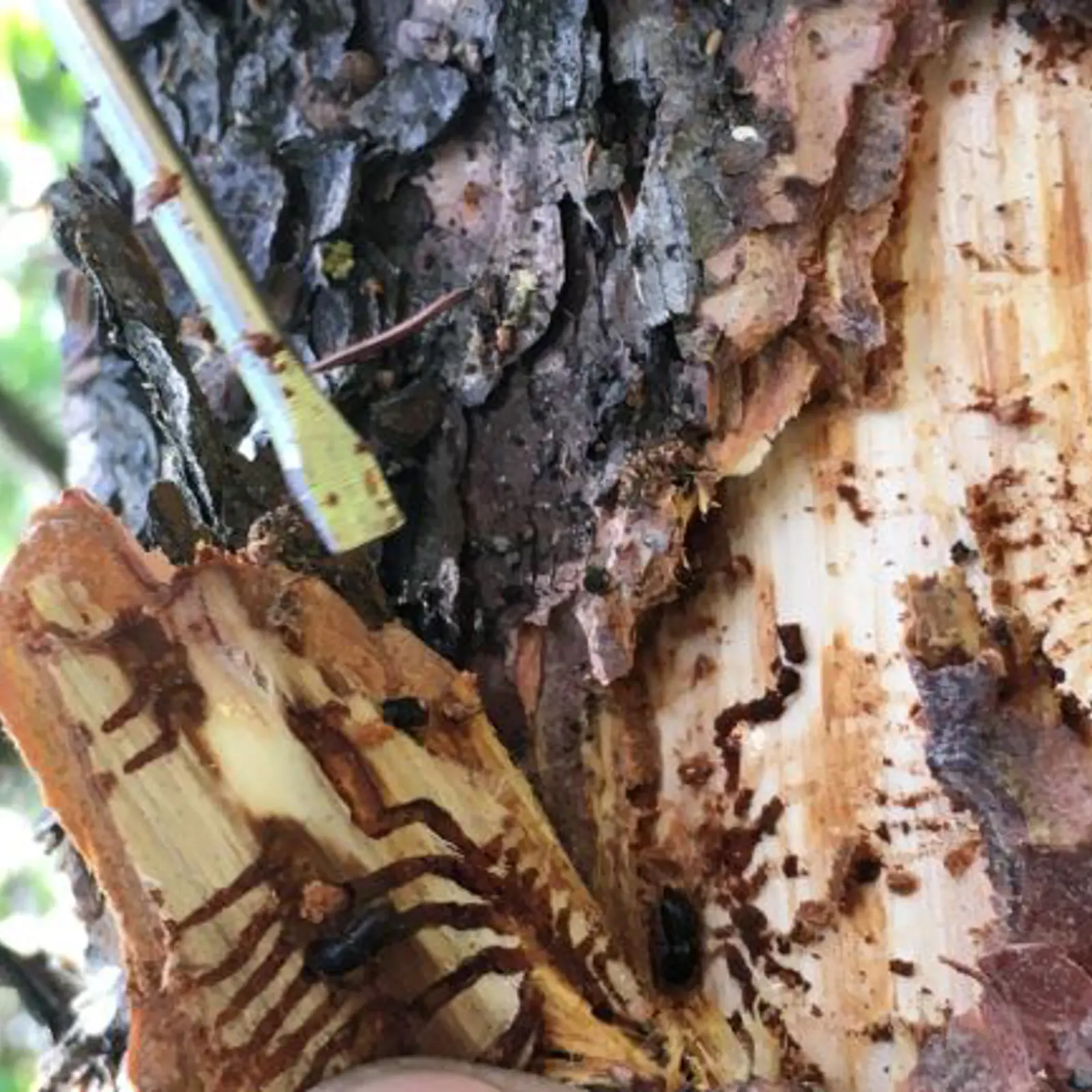 How to Identify Spruce Beetle Infestation in Your Trees | Saddle Hills ...