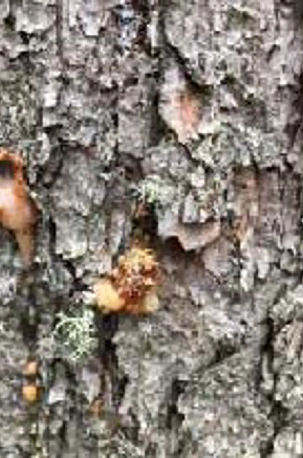 Spruce Beetles: Recognize and Eradicate an Infestation | Saddle Hills ...