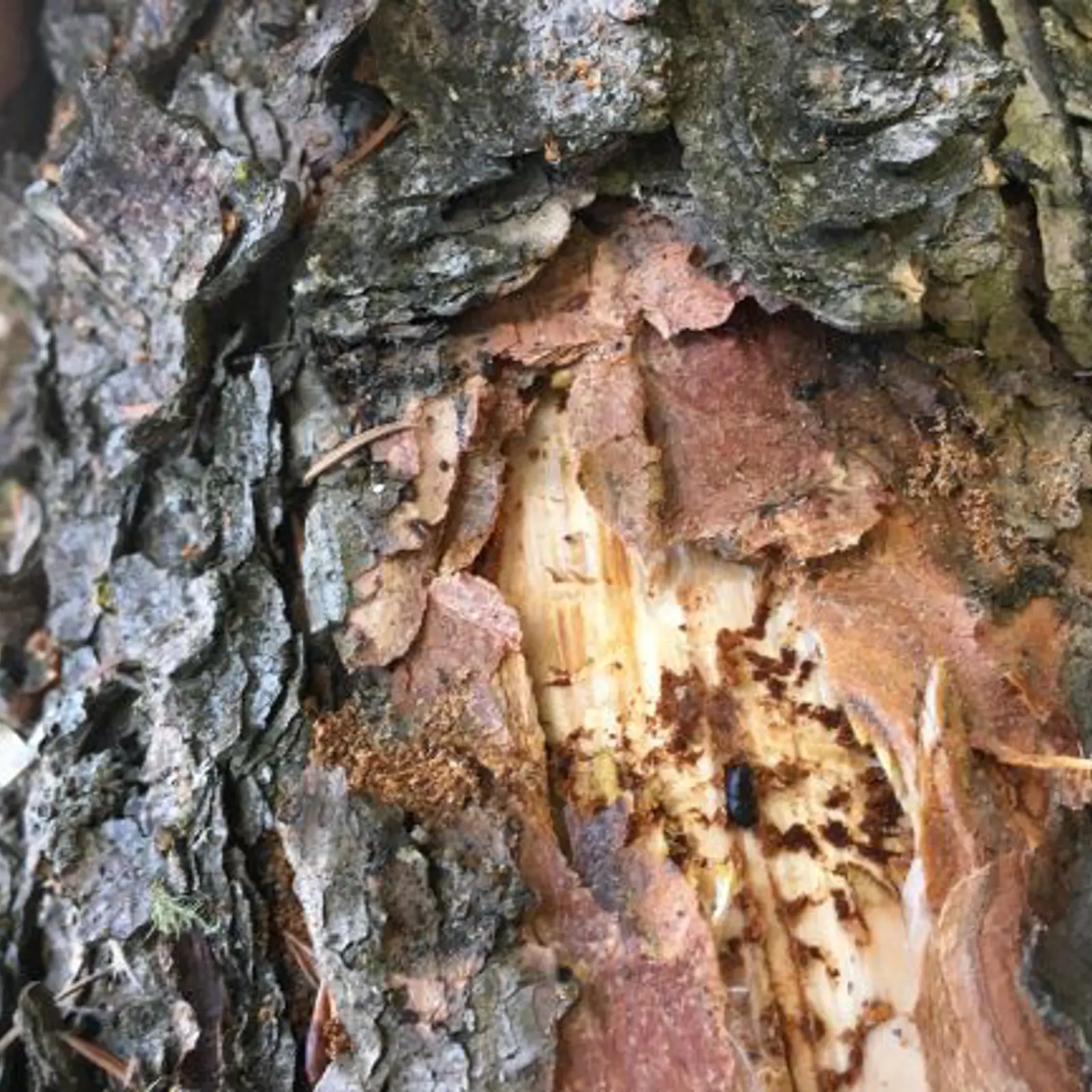 How to Identify Spruce Beetle Infestation in Your Trees | Saddle Hills ...