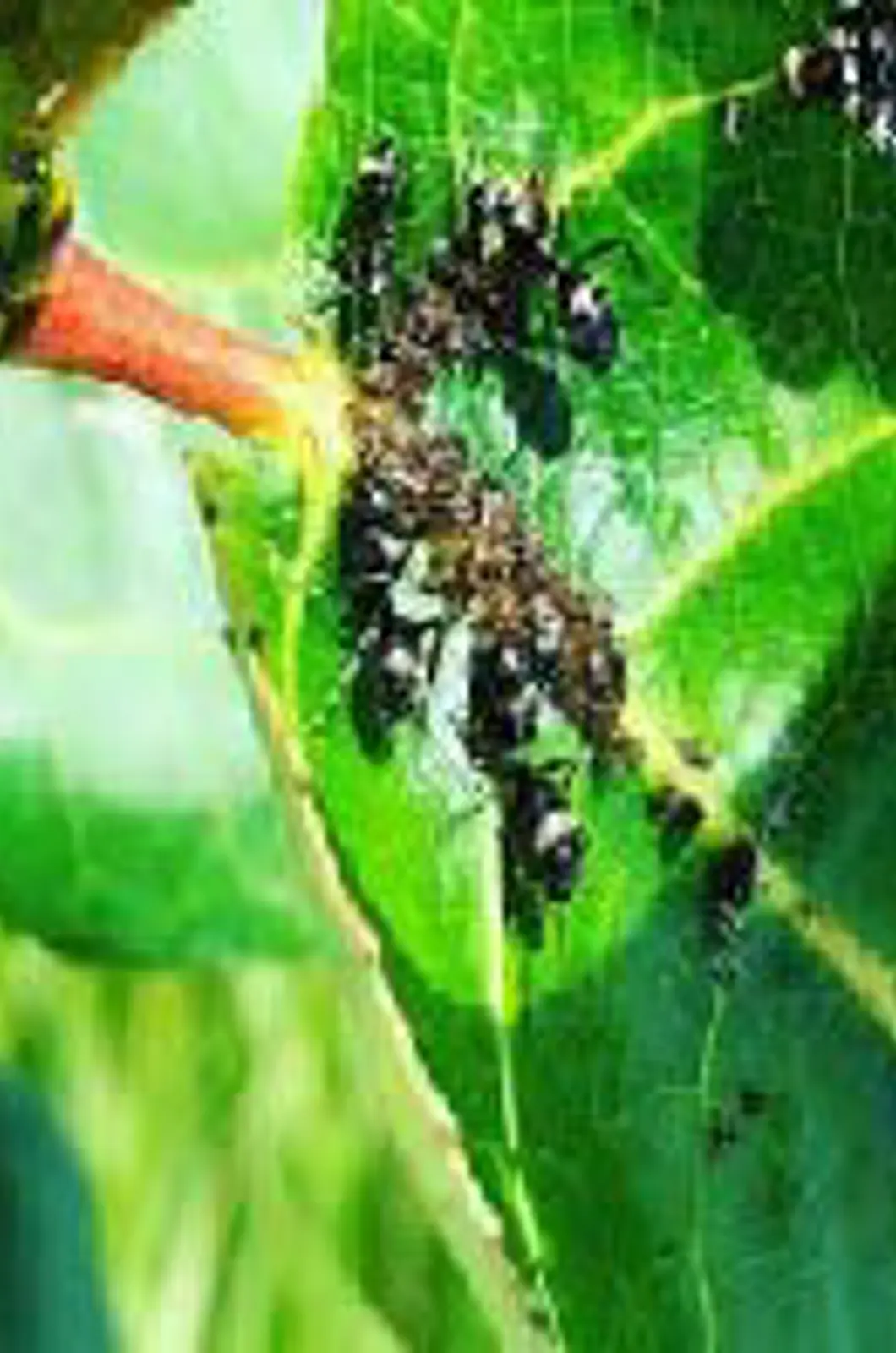 Aphids: Pest Identification and Management | Saddle Hills County