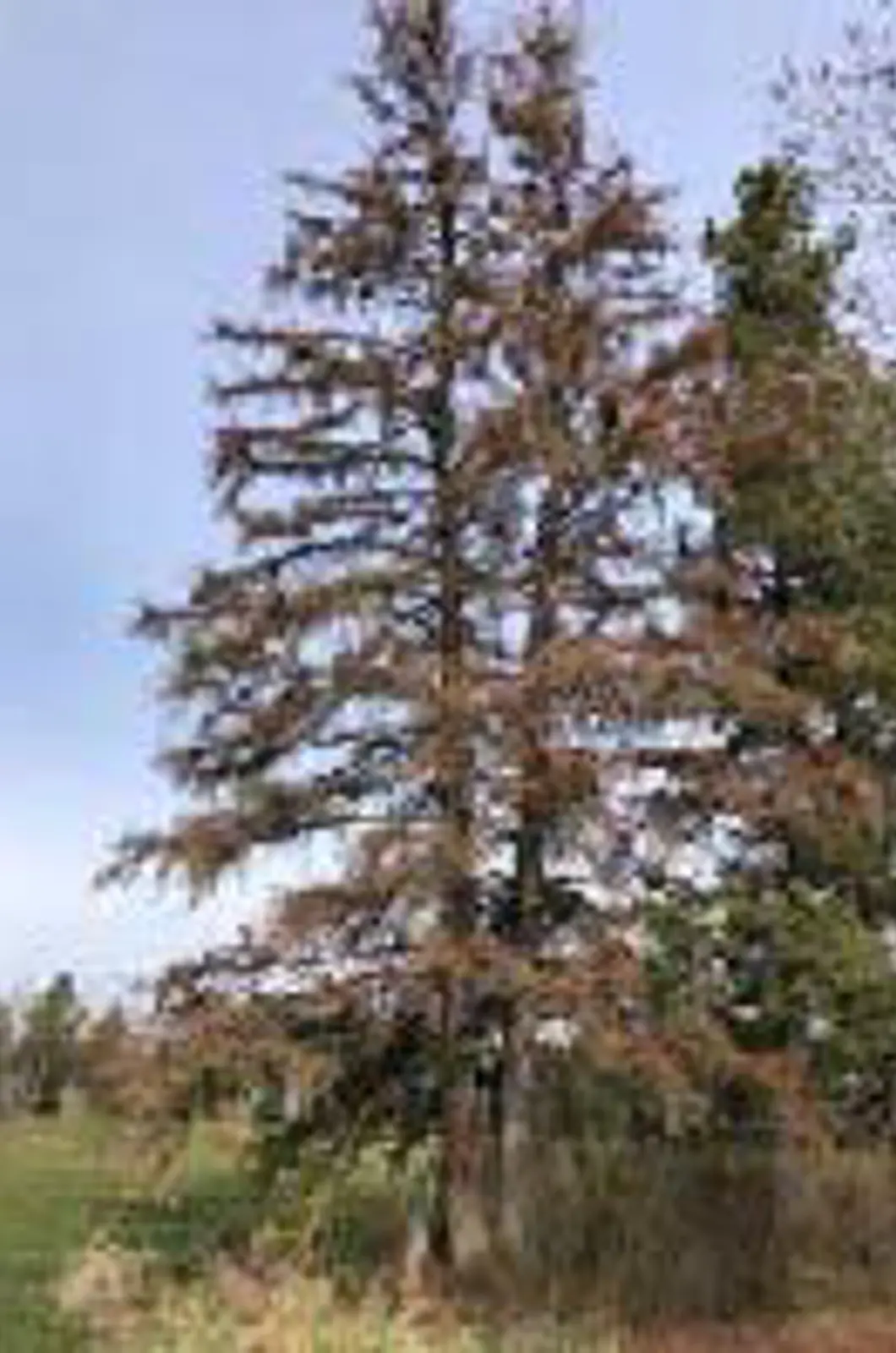 Spruce Beetles: Recognize and Eradicate an Infestation | Saddle Hills ...